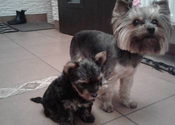 york miniaturka - Sprzedajemy.pl