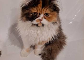 Koty Perskie, kot rasy Perskiej na sprzedaż - Sprzedajemy.pl