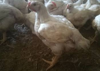 brojler cena - Sprzedajemy.pl