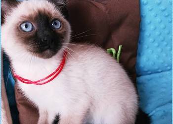 Koty Syjamskie, kot rasy Syjamskiej na sprzedaż - Sprzedajemy.pl