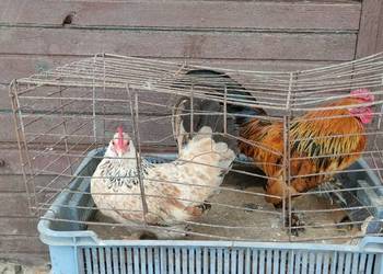 liliputki w kategorii Drób i ptactwo - Sprzedajemy.pl