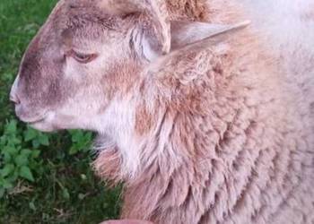 Owce, barany, jagnięta na sprzedaż - Sprzedajemy.pl