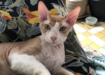 Koty Sfinks, kot rasy Sfinks na sprzedaż - Sprzedajemy.pl